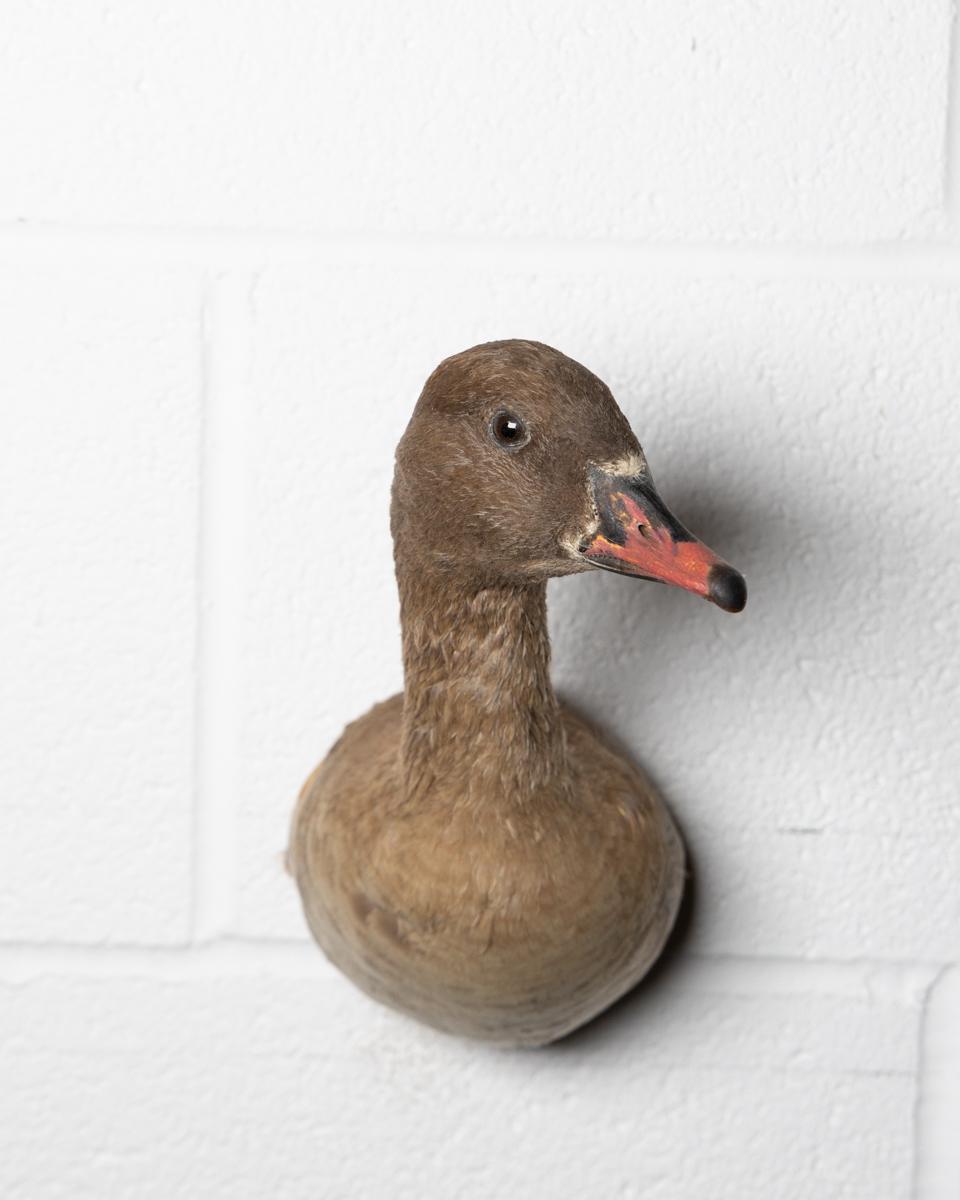 Taxidermy Pink-footed Goose Wall Mount - On The Square Emporium