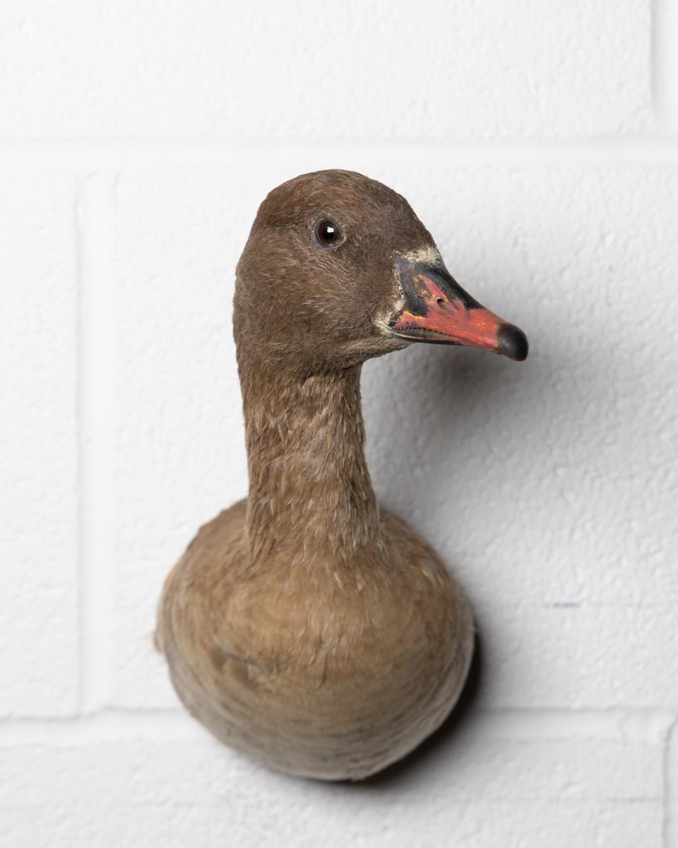Taxidermy Pink-footed Goose Wall Mount - On The Square Emporium