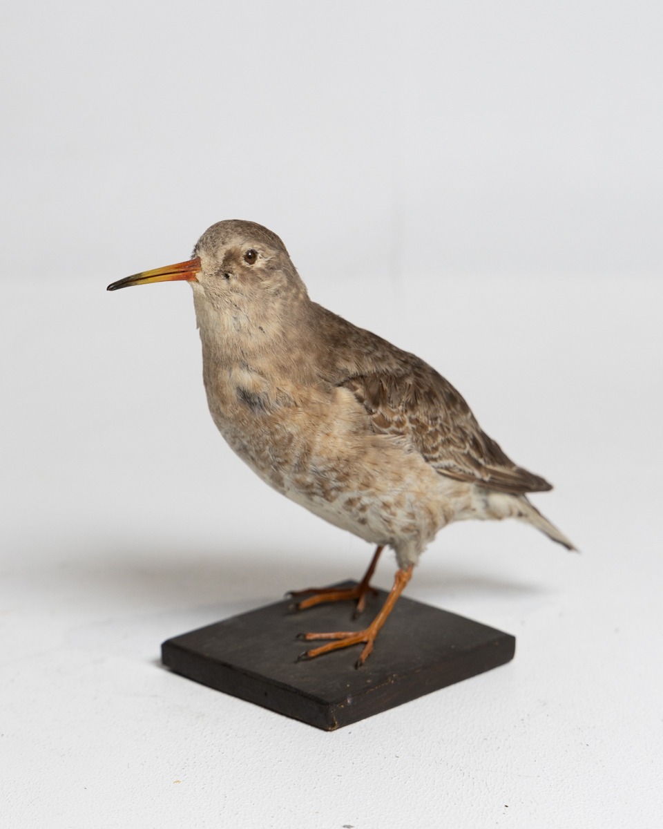 Taxidermy Purple Sandpiper on Wood Base - On The Square Emporium