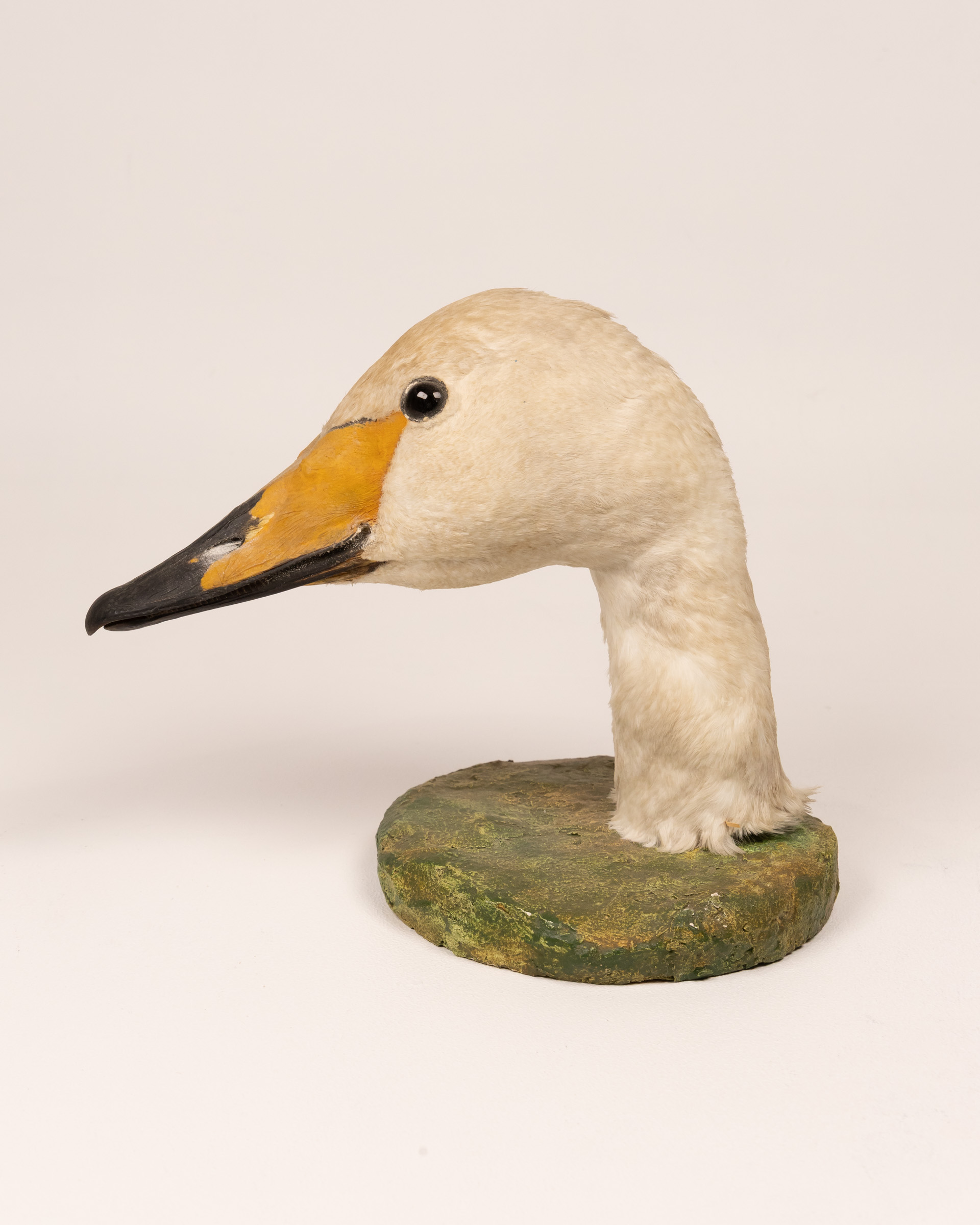 Vintage Taxidermy Swan Head Mount - On The Square Emporium