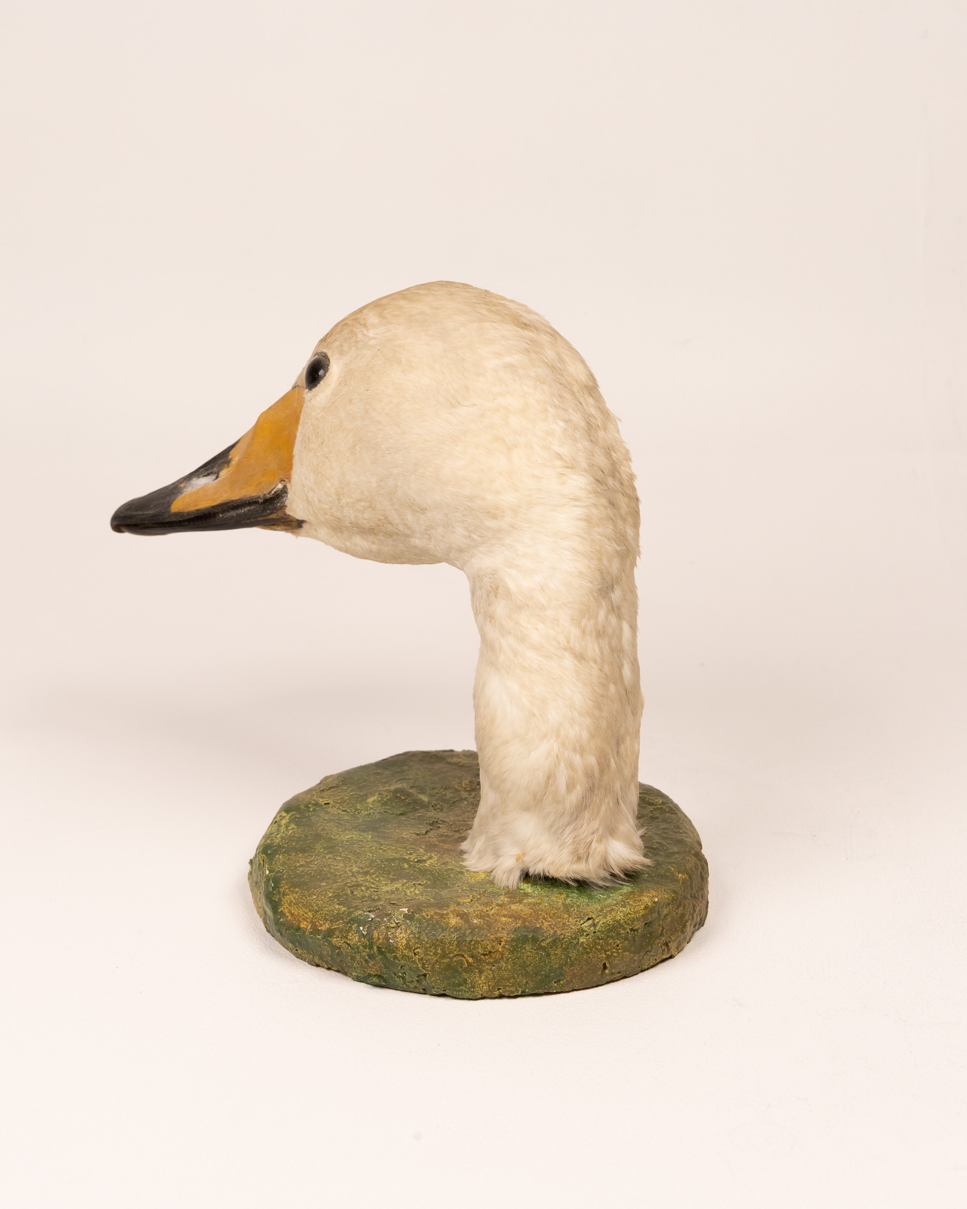 Vintage Taxidermy Swan Head Mount - On The Square Emporium