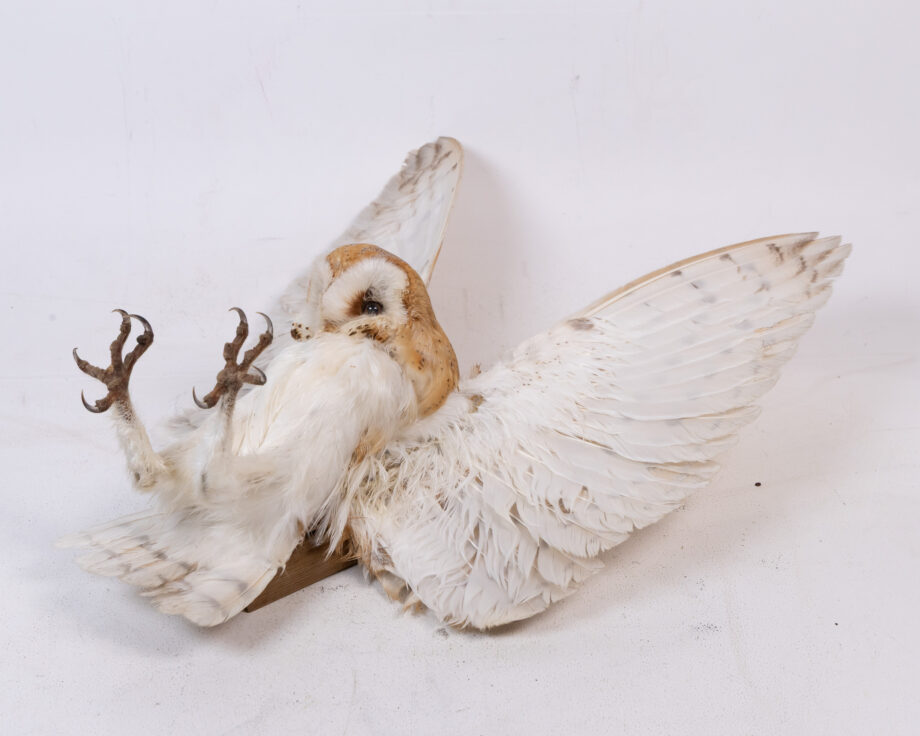 Taxidermy Barn Owl Wall Display with Extended Wings - On The Square ...