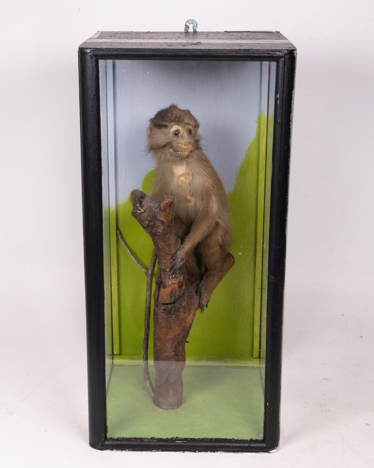 Vintage Taxidermy Vervet Monkey in Glass Display Case - On The Square ...