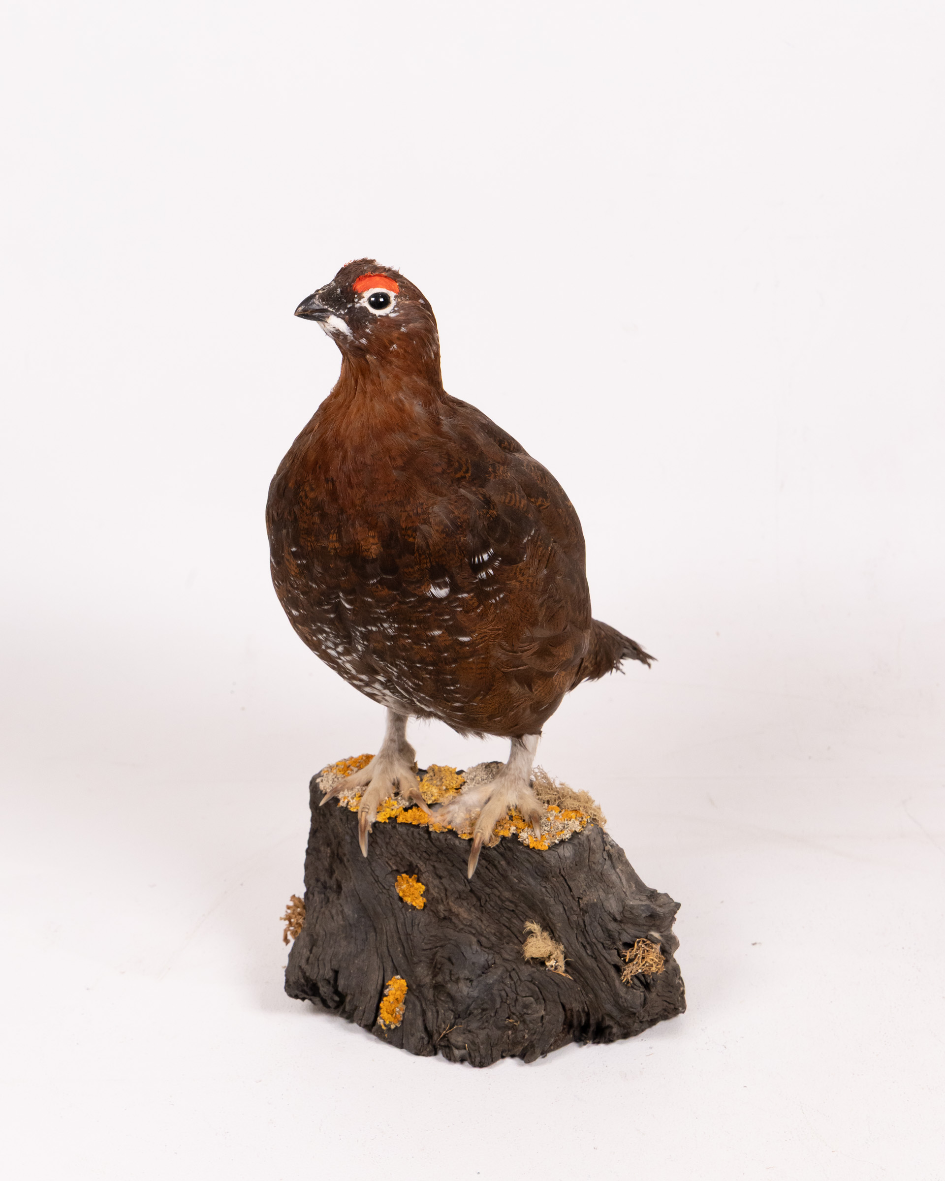 Taxidermy Red Grouse Mounted on Wooden Base - On The Square Emporium