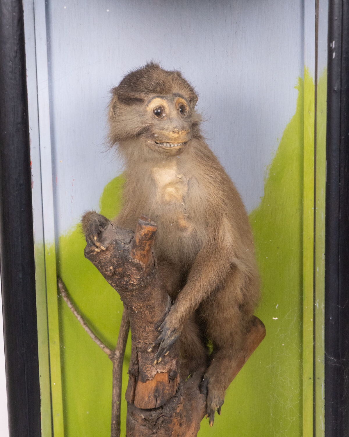 Vintage Taxidermy Vervet Monkey in Glass Display Case - On The Square ...