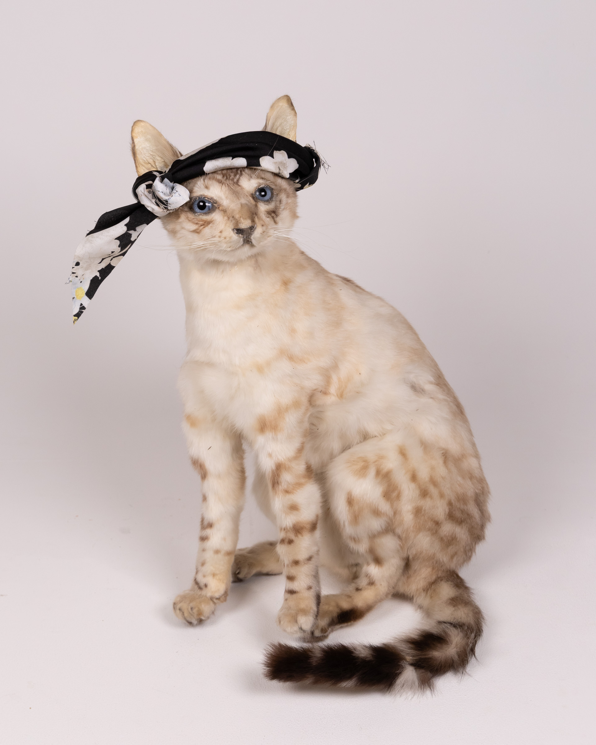 Taxidermied Brindle Cat with Blue Eyes & Floral Scarf - Quirky Decor ...