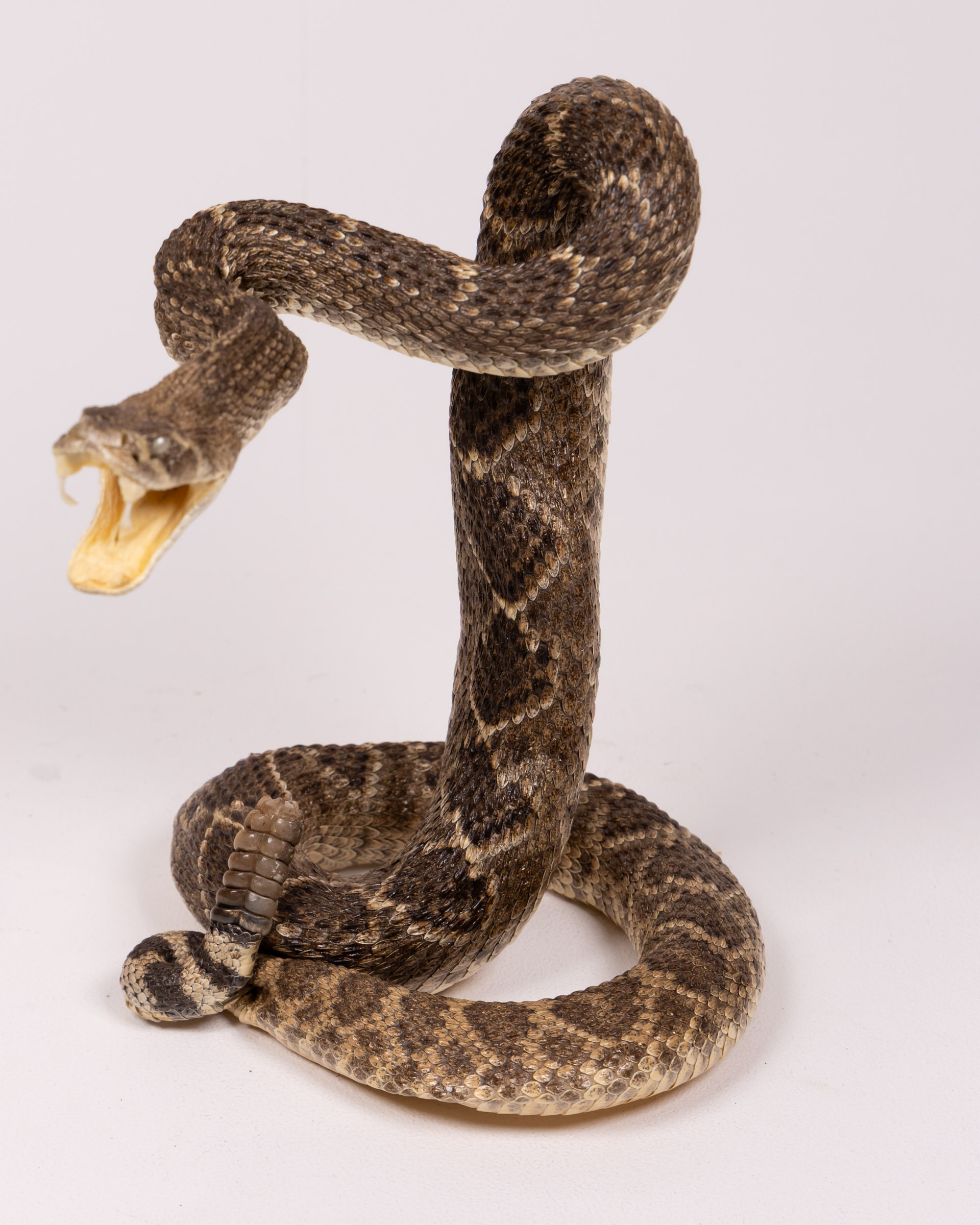 Taxidermy Rattlesnake with Open Mouth Coiled Display Unique Decor Piece ...
