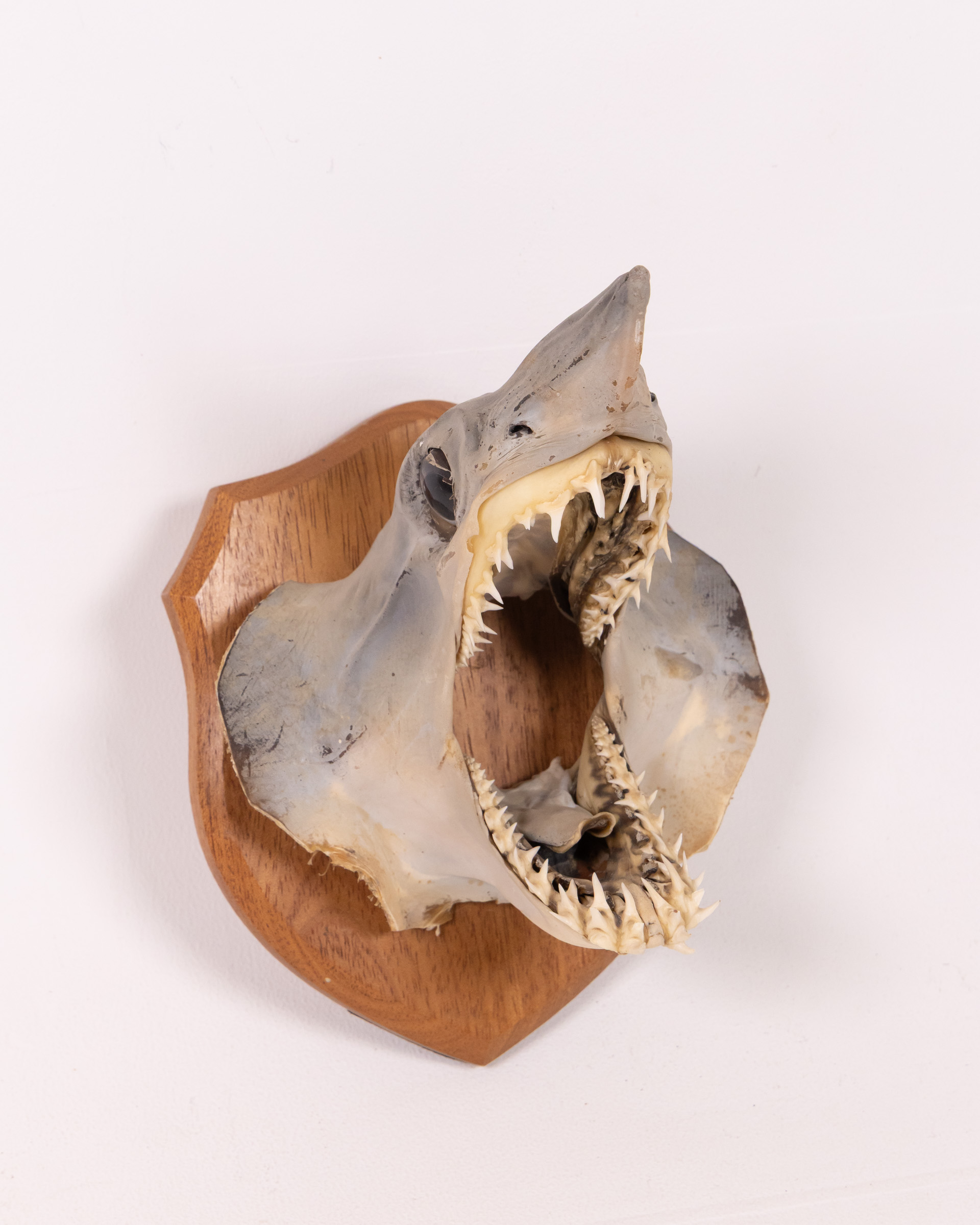 Taxidermied Mako Shark Jaw with Wooden Plaque Mount - On The Square ...