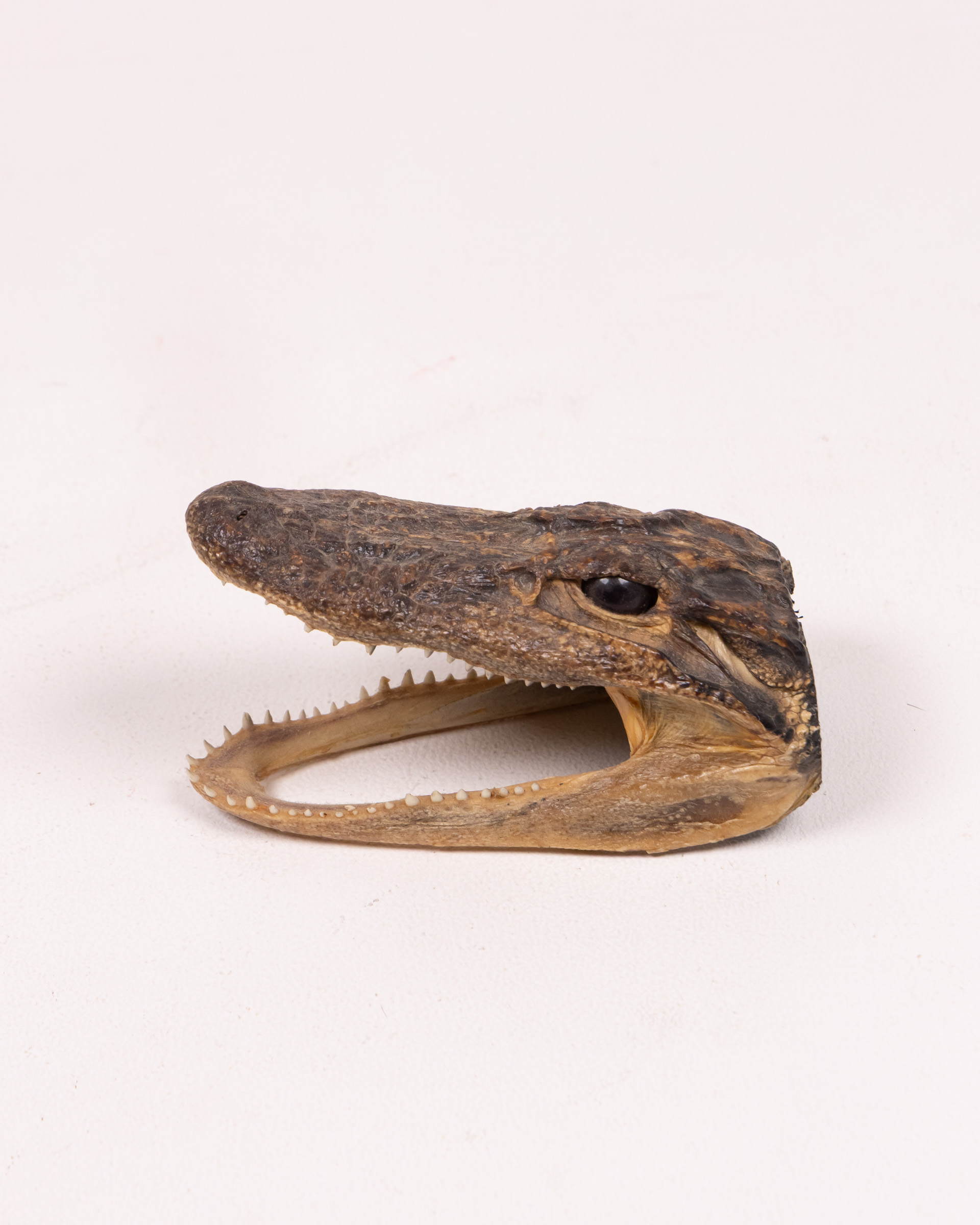 Taxidermied Alligator Head with Visible Teeth - On The Square Emporium
