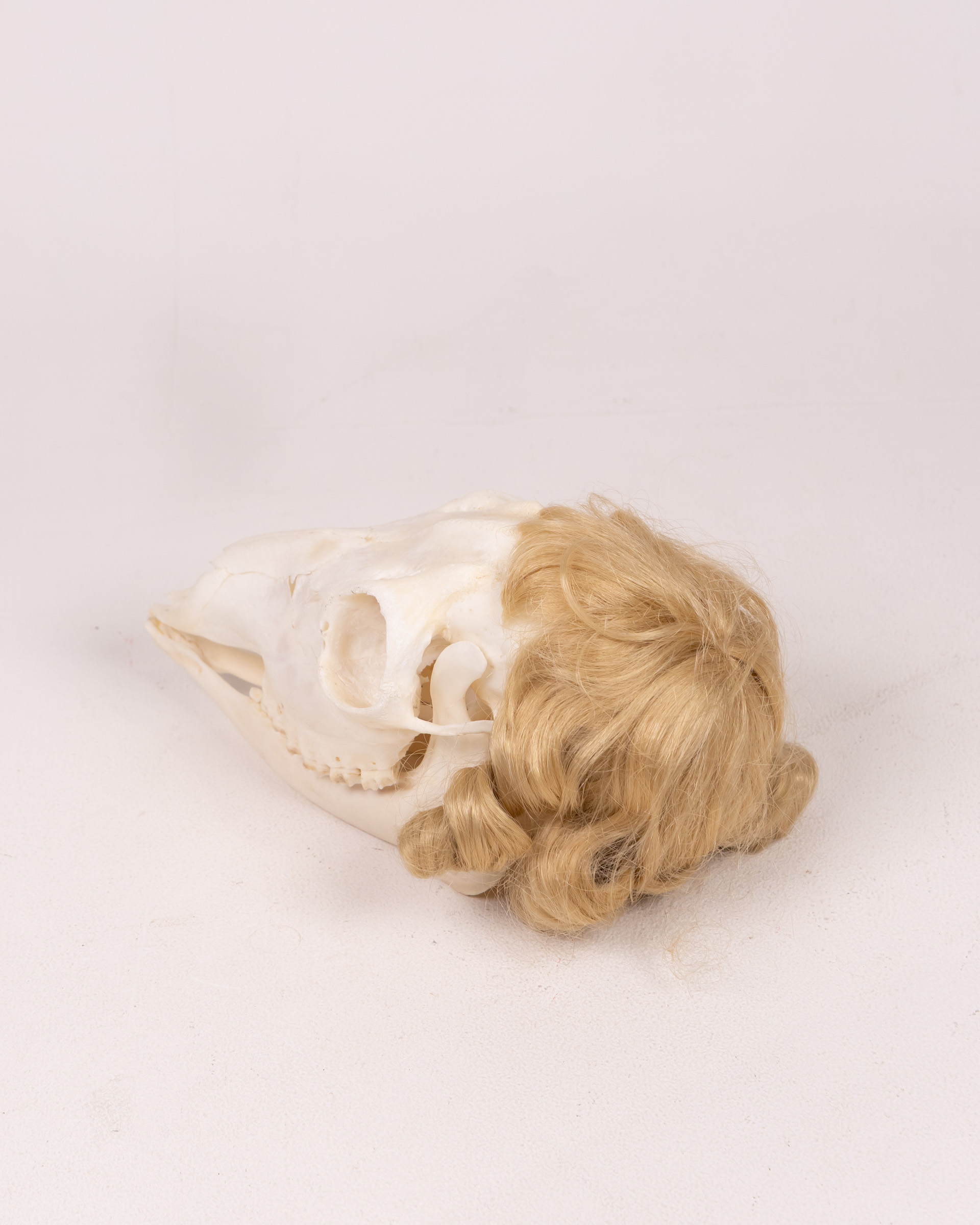 Roe Doe Animal Skull Specimen - On The Square Emporium