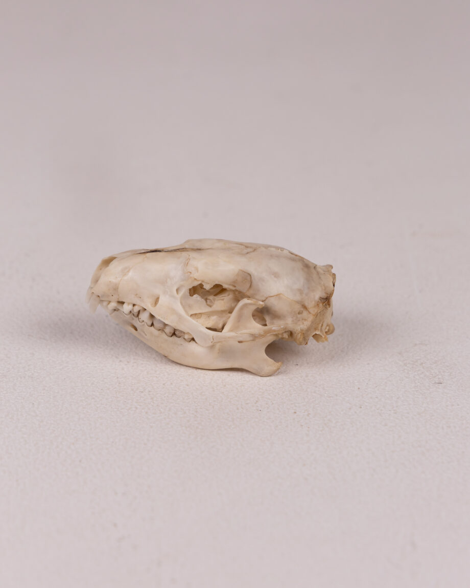 Hedgehog Animal Skull Specimen - On The Square Emporium