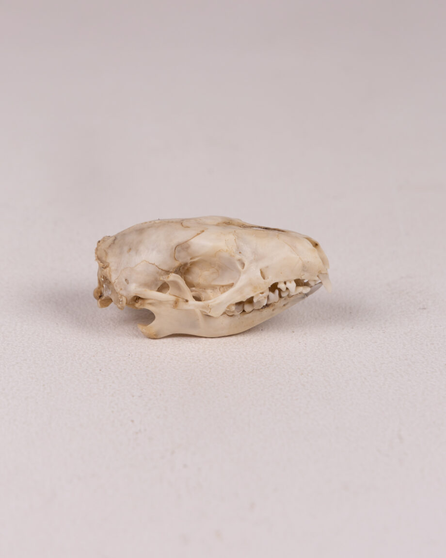 Hedgehog Animal Skull Specimen - On The Square Emporium