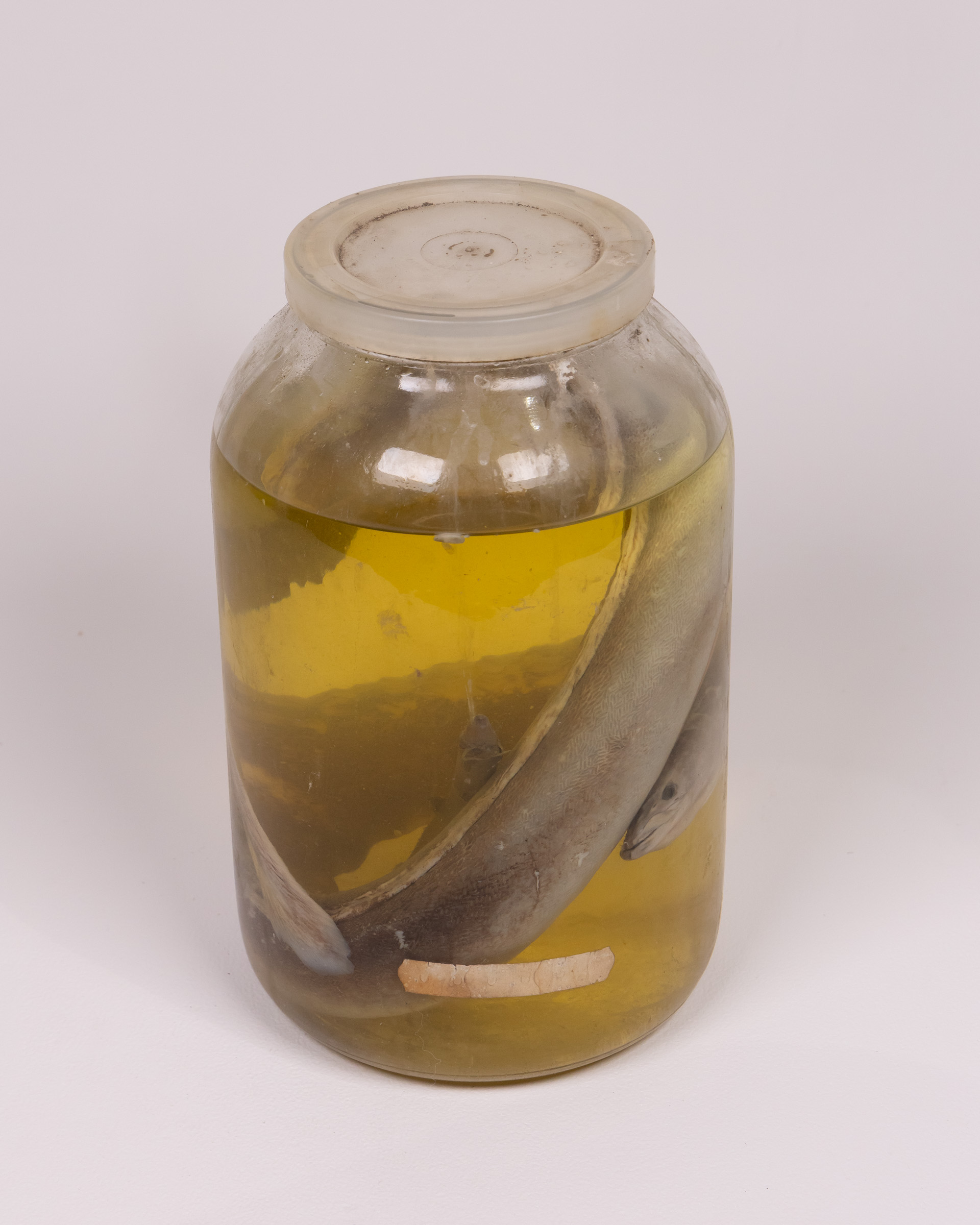 Vintage Preserved Large Eel in Glass Jar with Lid - On The Square Emporium