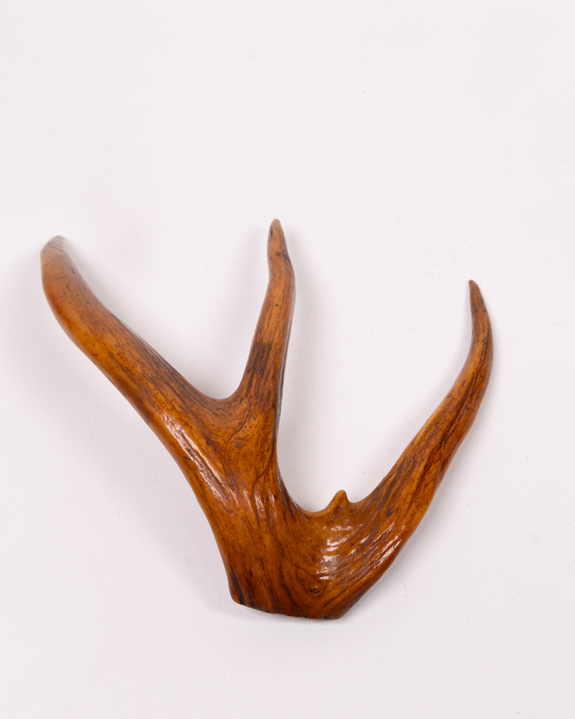 Natural Deer Antler Section with Branching Tines - On The Square Emporium