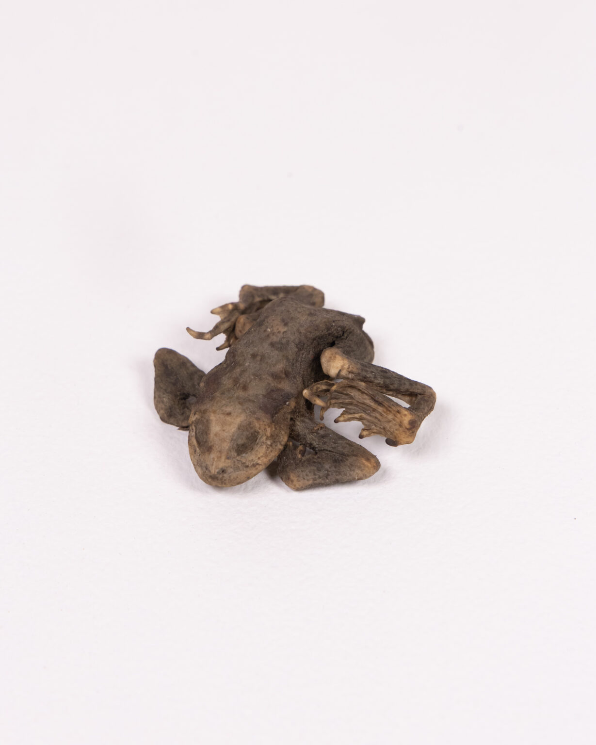 Vintage Mummified Frog - On The Square Emporium